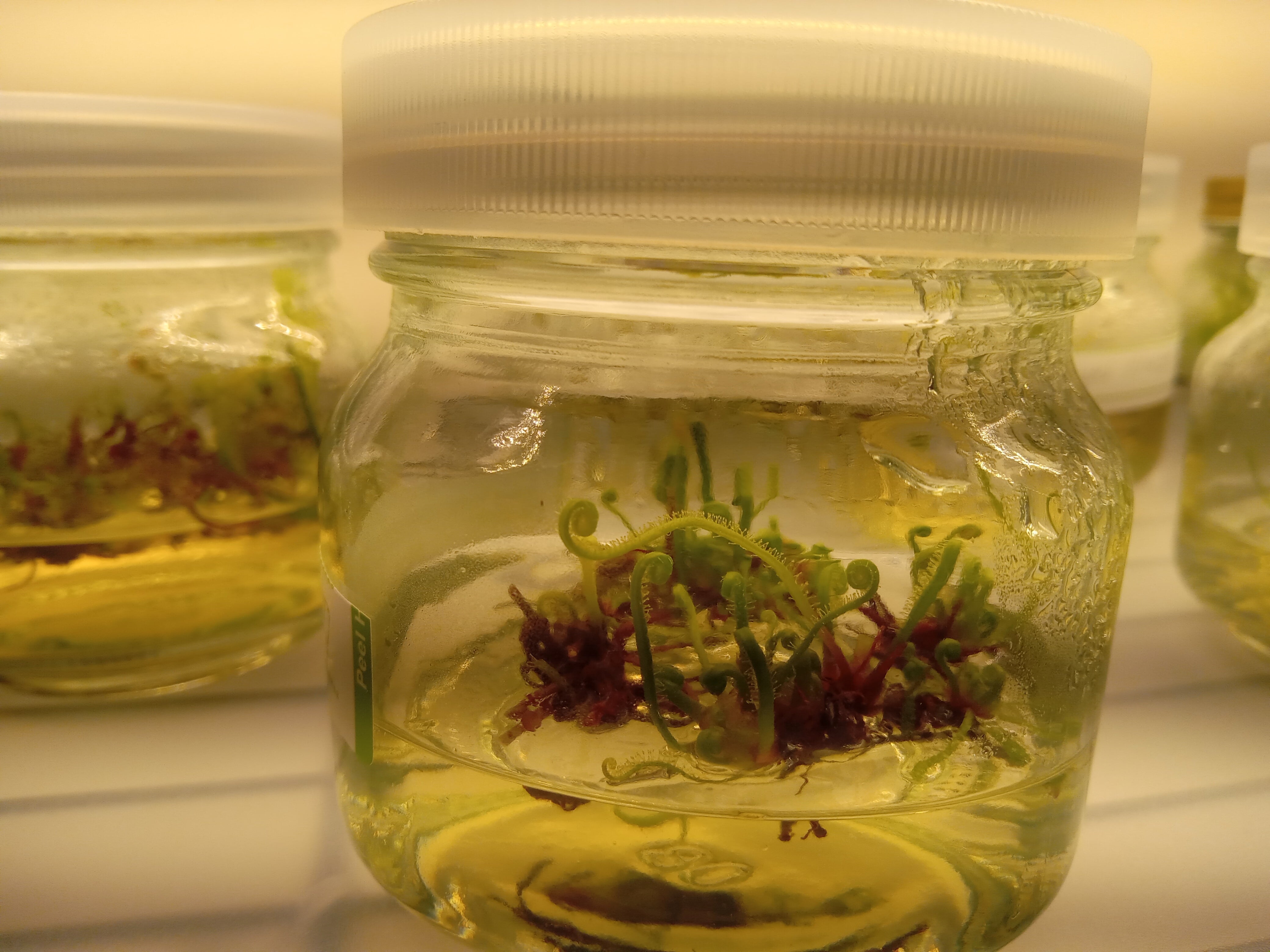 Drosera Trayci (Tissue Cultured Plant) – Eve's Native Plants
